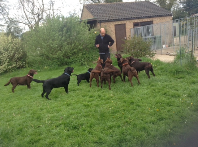 Sherefair Labradors