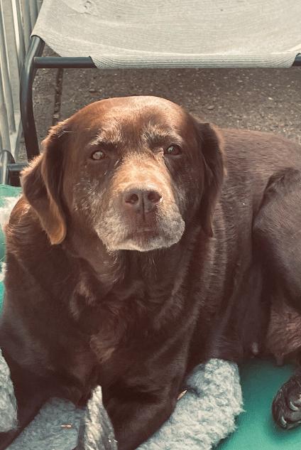 Sherefair Labradors